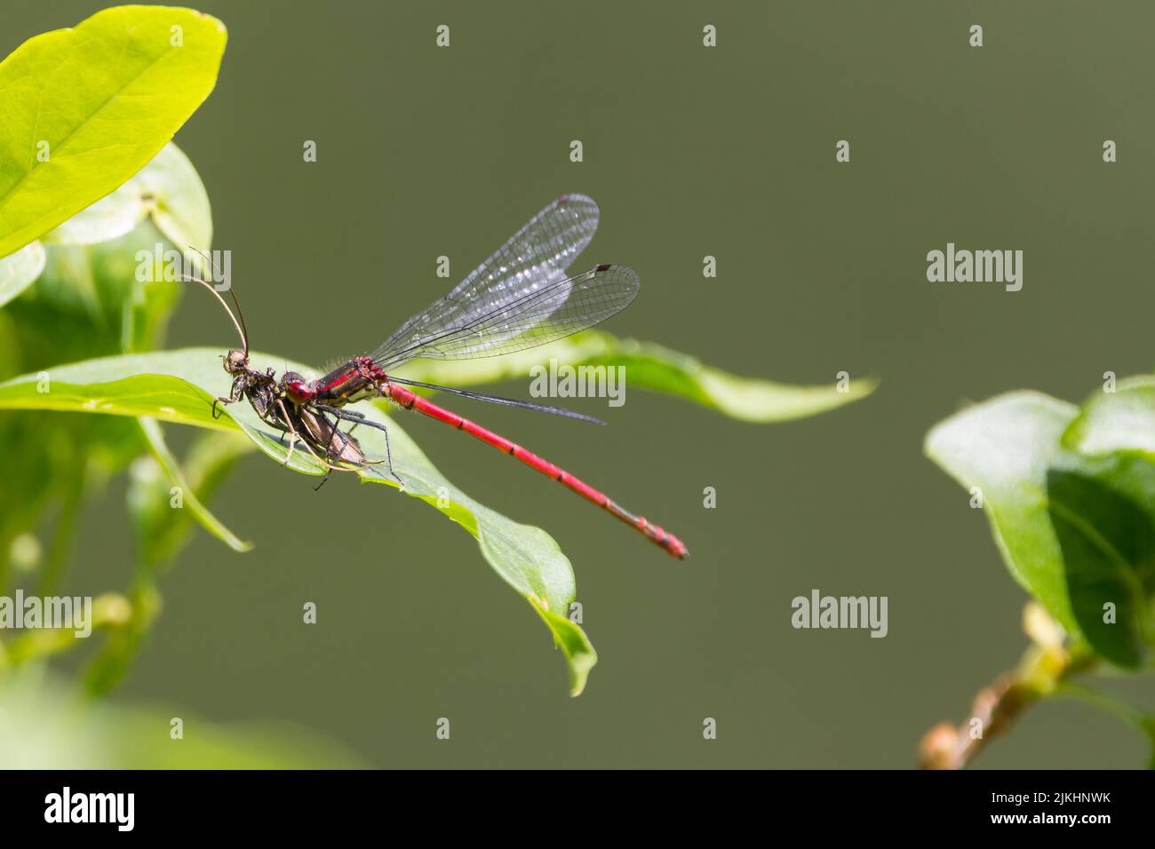 Damselfly feeding on live prey hi-res stock photography and images - Alamy