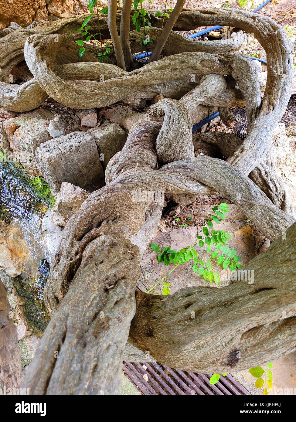 Twisting tree roots hi-res stock photography and images - Alamy