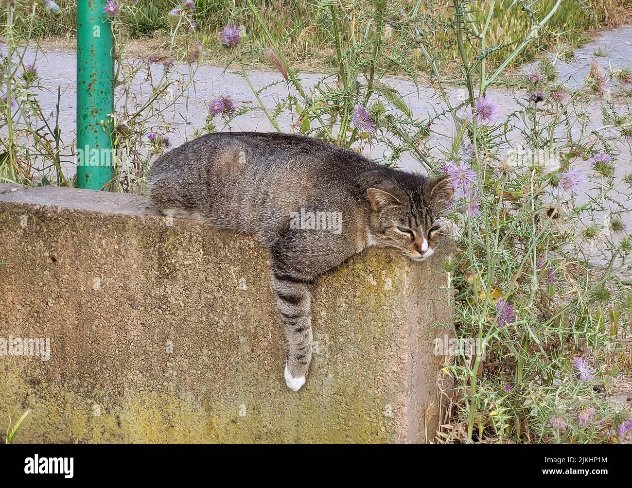 Wild cat in Cala San Vicenc, Mallorca, Balearic Islands, Spain Stock ...