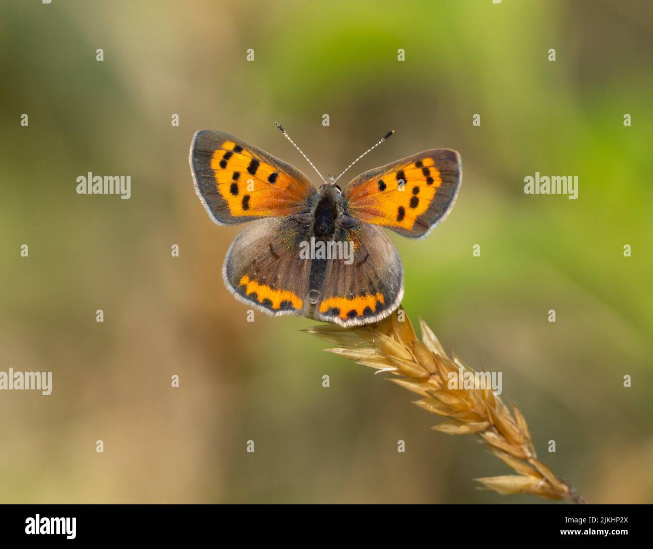 Close up of an American Copper butterfly perched on a dry grass seed ...