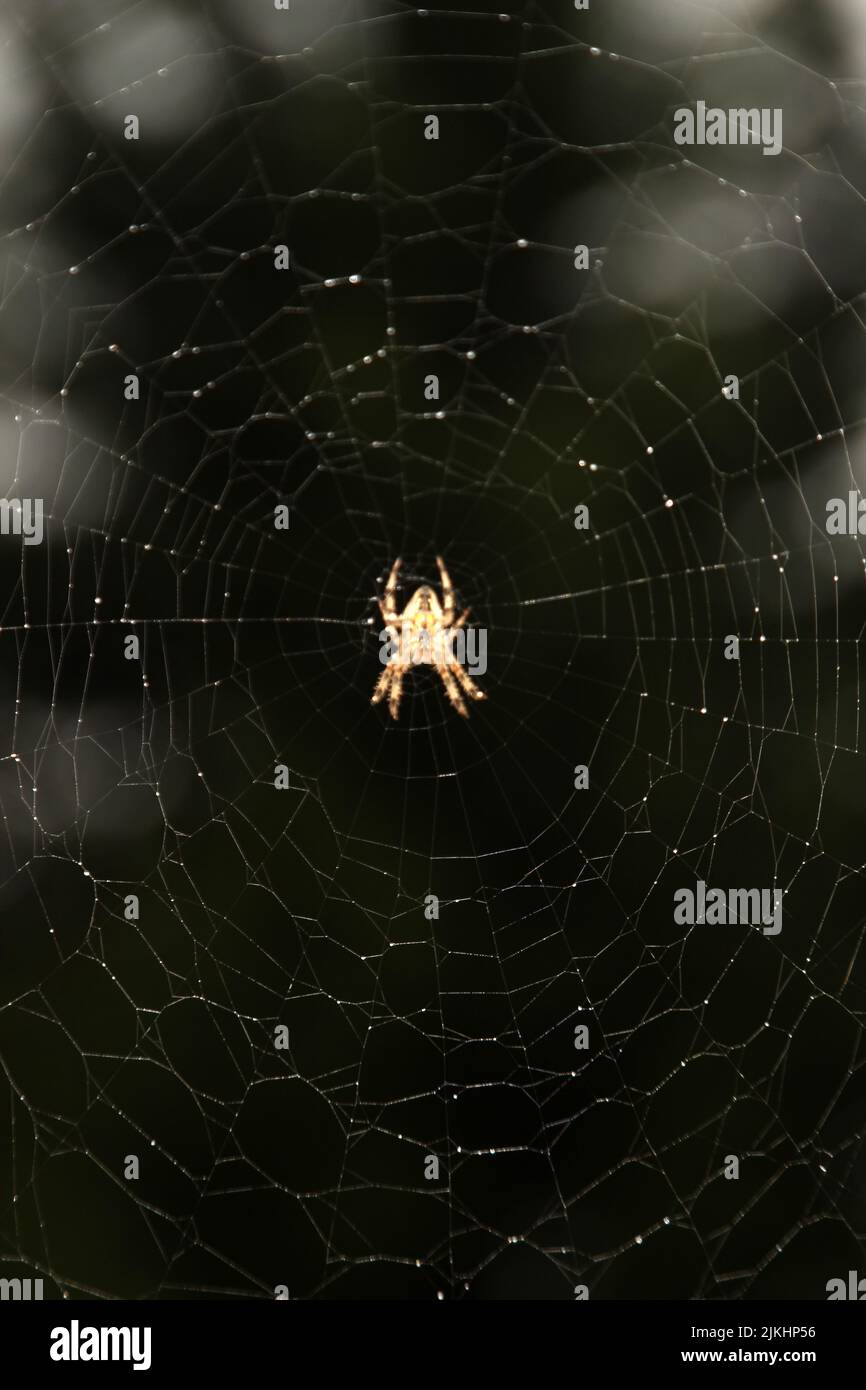 A vertical shot of a brown spider on the cobweb Stock Photo - Alamy
