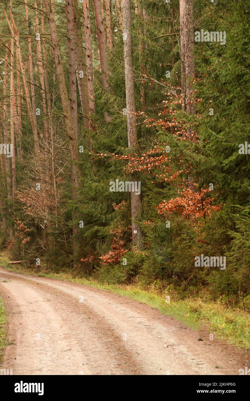 Path road inside forest hi-res stock photography and images - Alamy