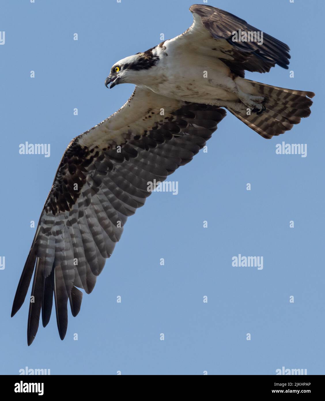 Osprey talons close up hi-res stock photography and images - Alamy