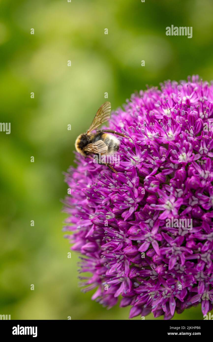 Bee on Allium, natural close up environmental portrait Stock Photo - Alamy