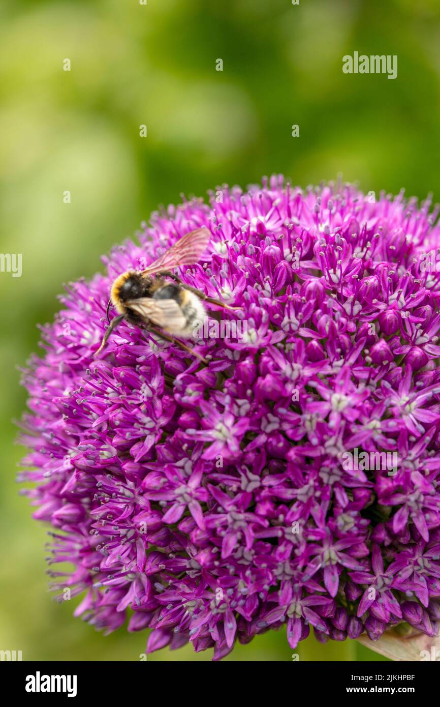 Bee on Allium, natural close up environmental portrait Stock Photo - Alamy