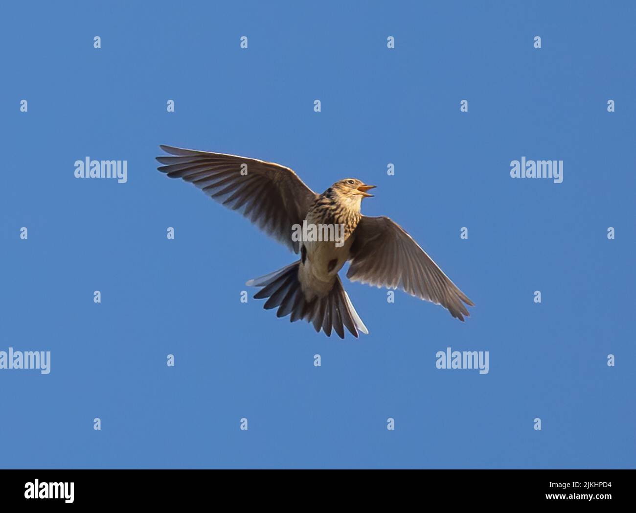 A low angle shot of a field lark flying with widely open wings in a ...