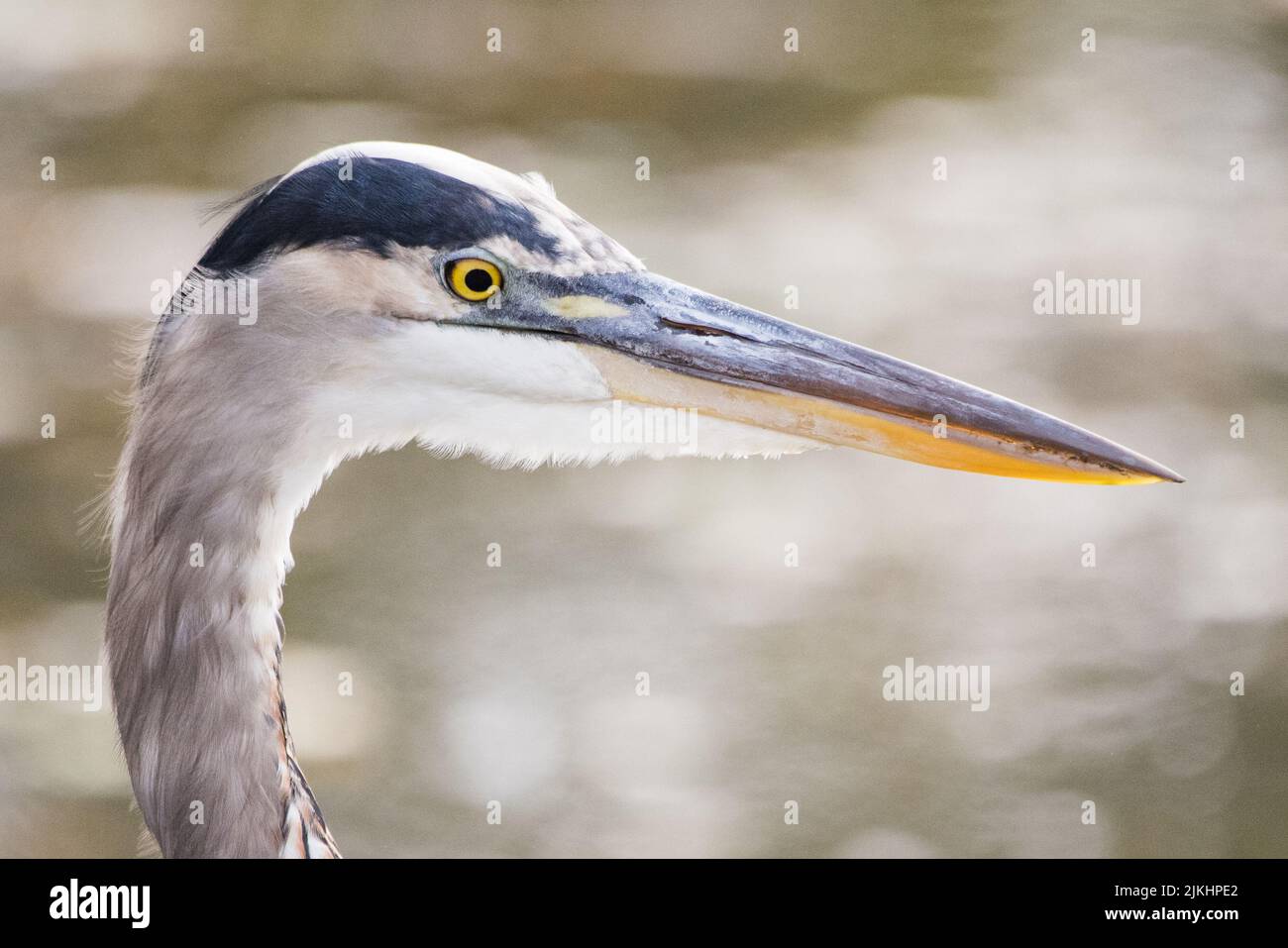 A selective focus shot of a cute Great blue heron's head with a blurry background Stock Photo ...