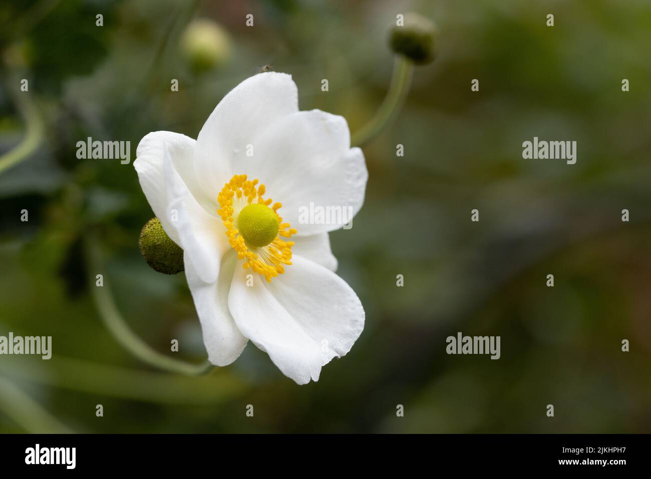 Japanese thimbleweed hi-res stock photography and images - Alamy