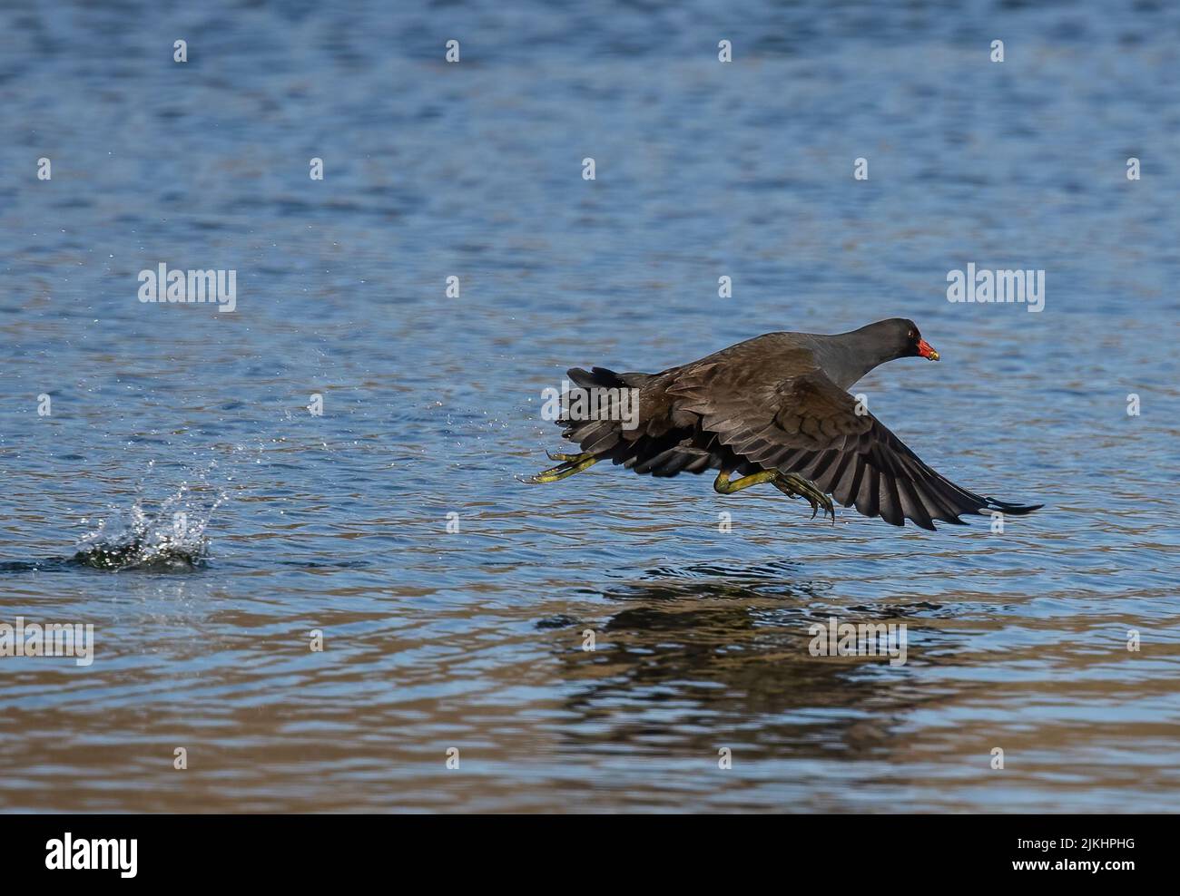 Flying moorhen hi-res stock photography and images - Alamy