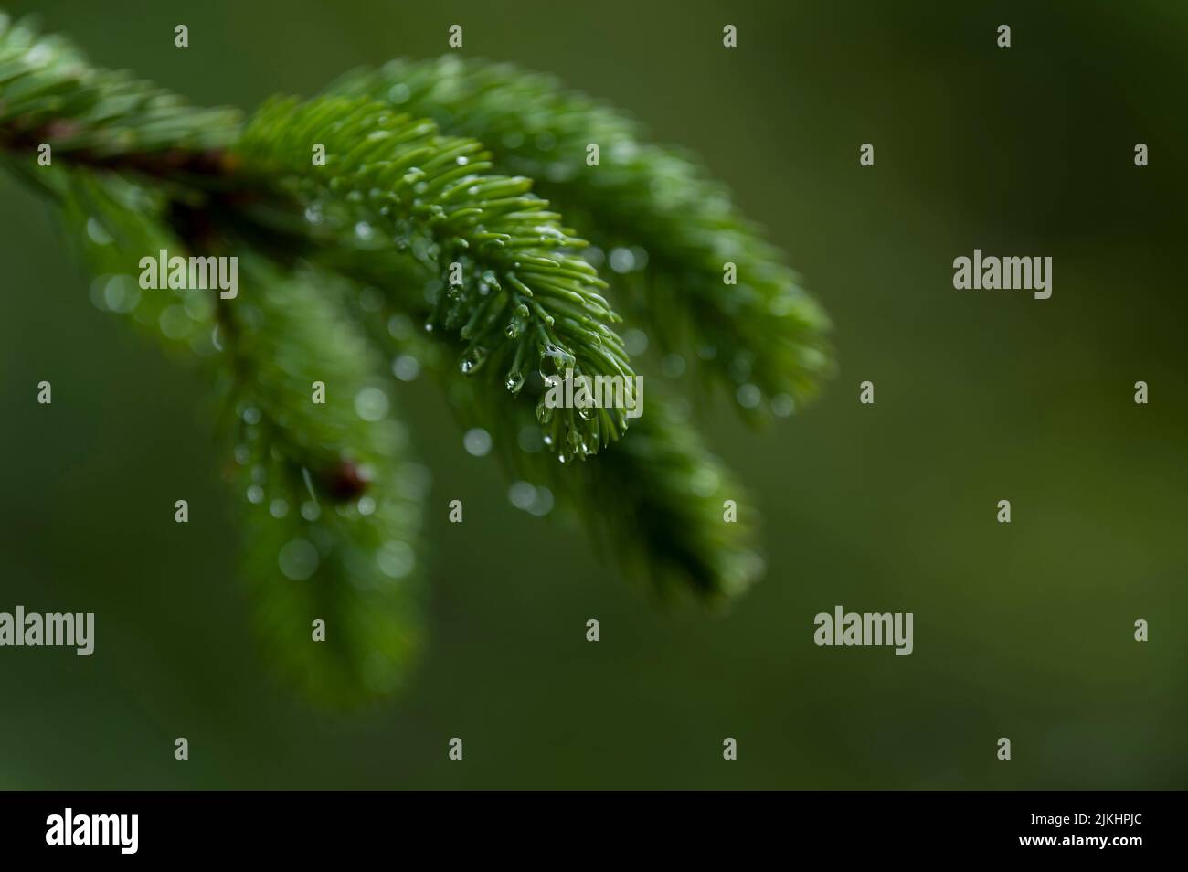 young spruce tips with water drops, France, Grand Est region, Vosges ...