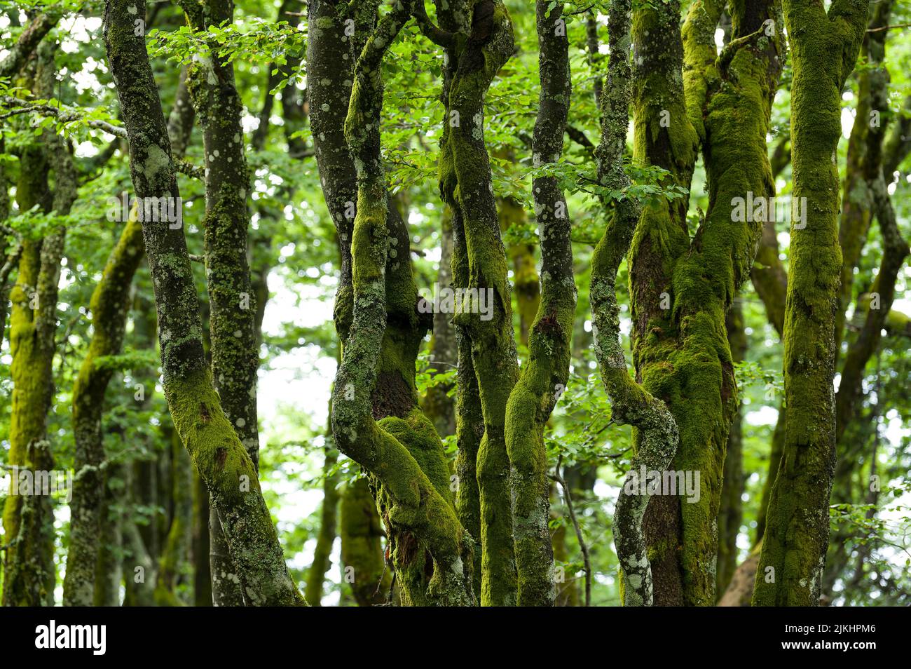 twisted grown and with moss and lichen covered tree trunks of the ...
