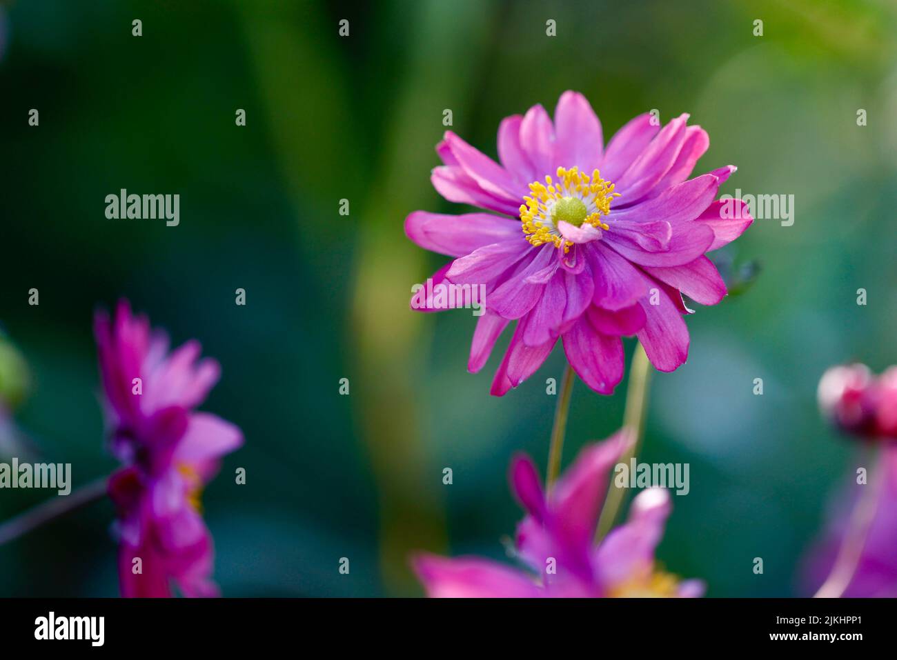 Japanese thimbleweed hi-res stock photography and images - Alamy