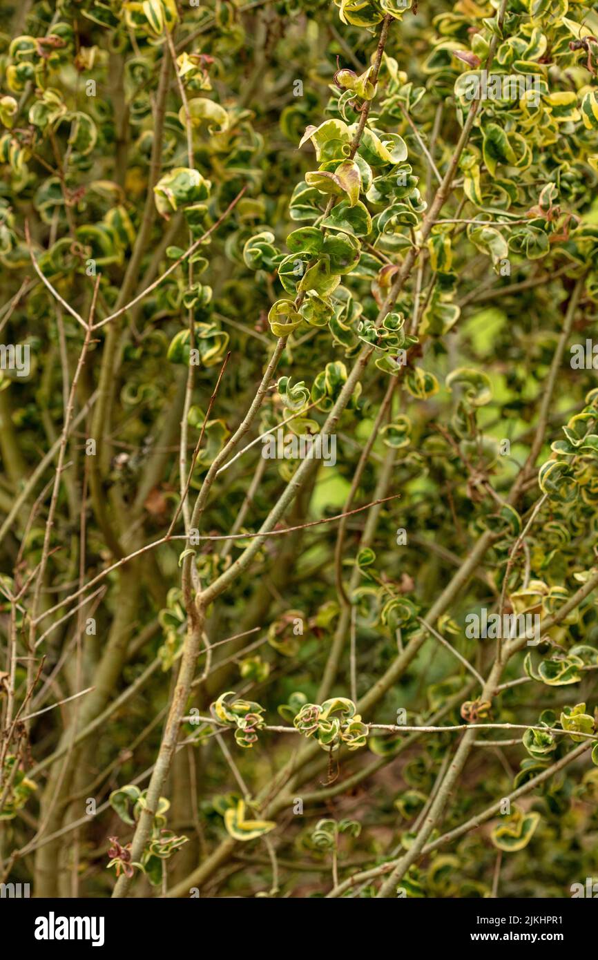Intriguing Ligustrum lucidum 'Curly Wurly’, Chinese privet 'Curly Wurly ...