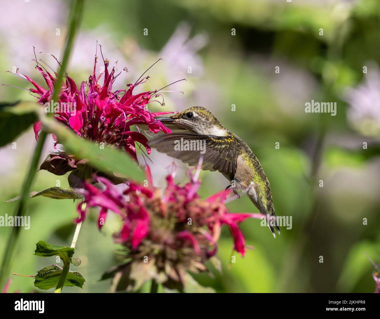 Female Ruby-throated Hummingbird in flight feeding at a pink monarda ...