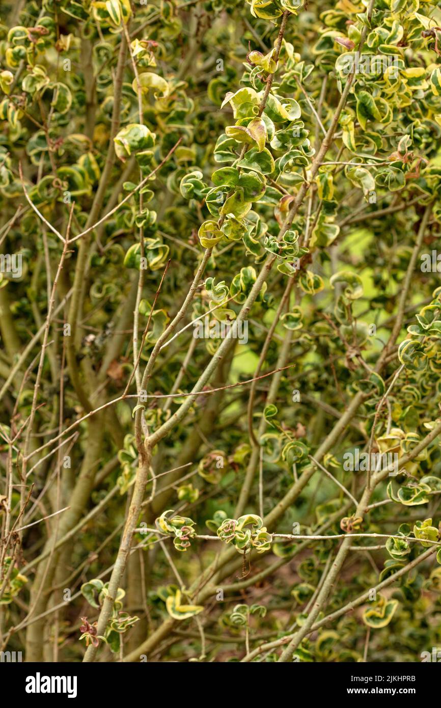 Intriguing Ligustrum lucidum 'Curly Wurly’, Chinese privet 'Curly Wurly ...