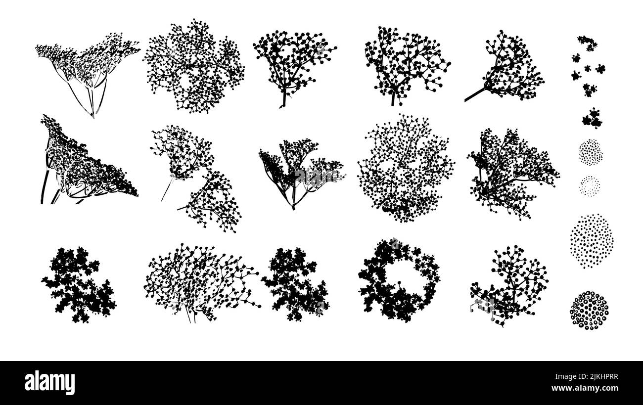 tracing natural flowers set. Vector illustration Stock Vector Image ...