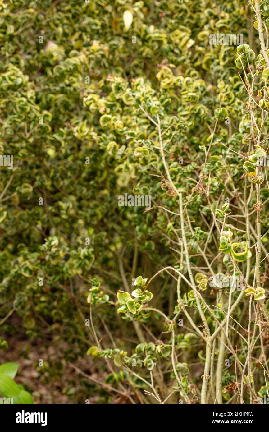 Intriguing Ligustrum lucidum 'Curly Wurly’, Chinese privet 'Curly Wurly ...