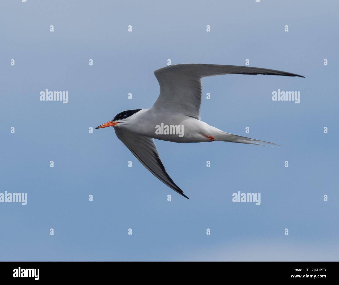 Common tern environment hi-res stock photography and images - Alamy