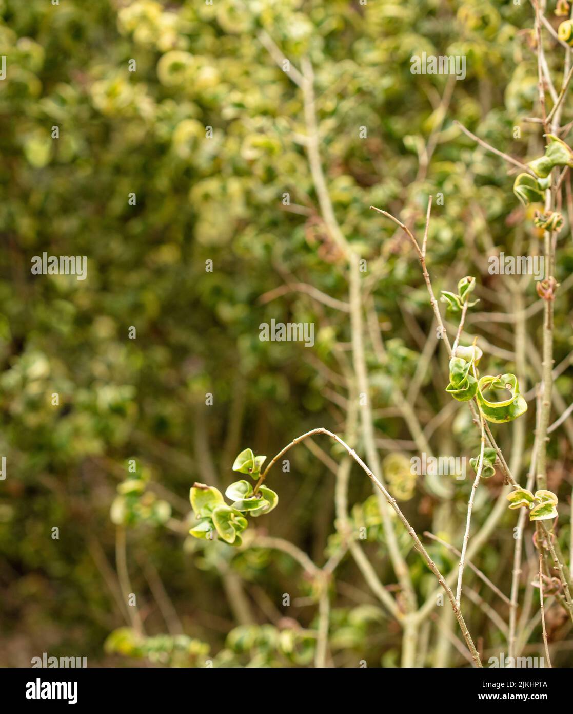 Intriguing Ligustrum lucidum 'Curly Wurly’, Chinese privet 'Curly Wurly ...