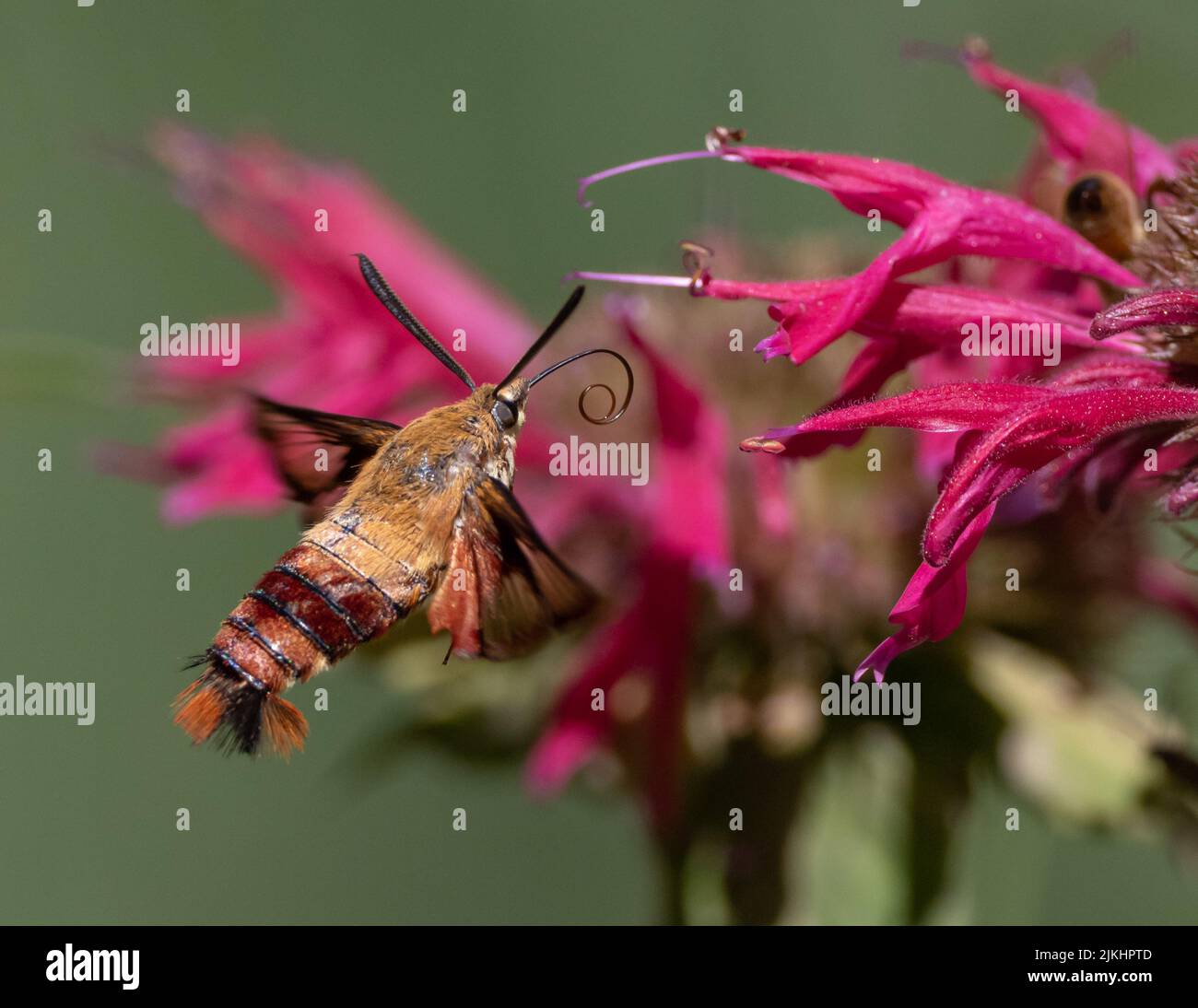Clearwing hummingbird moth hi-res stock photography and images - Alamy