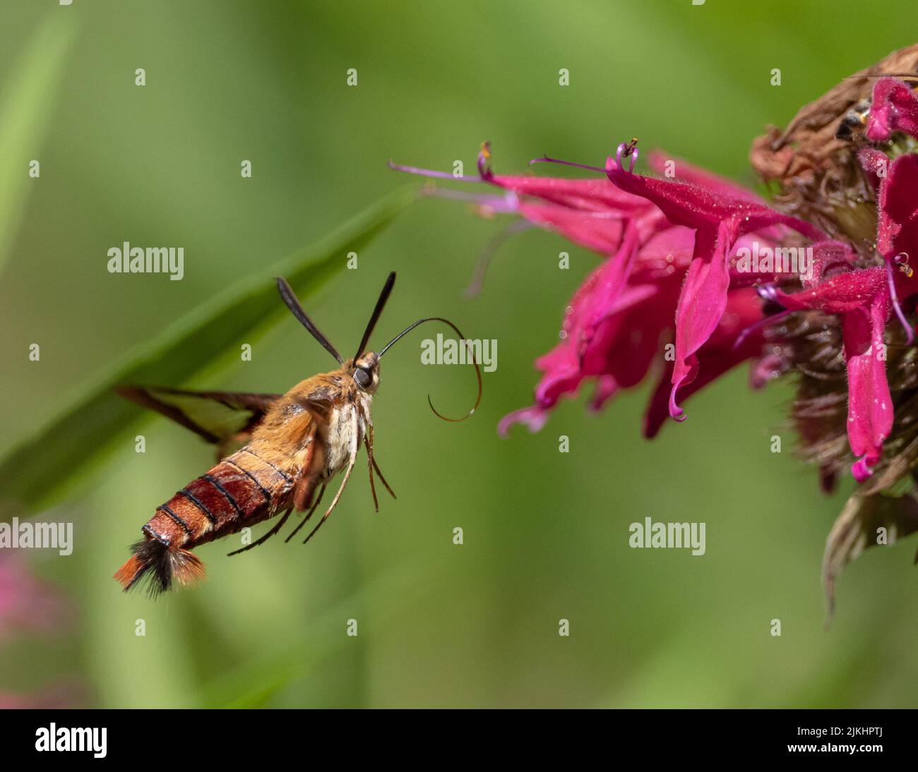 Clearwing hummingbird moth hi-res stock photography and images - Alamy