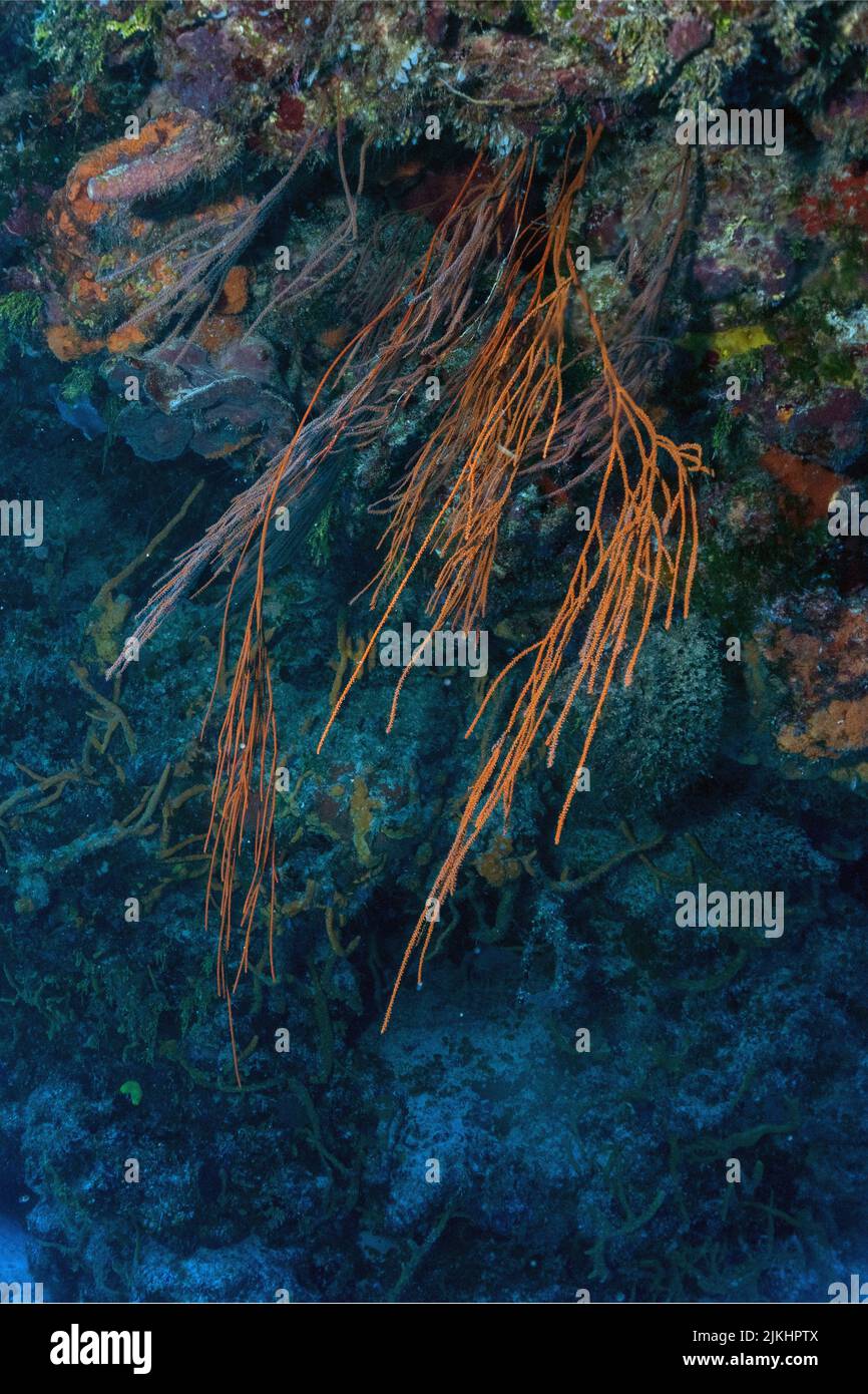 Beautiful Cozumel Reef Scene with Sponges, Gargonians, Coral, fish, etc ...