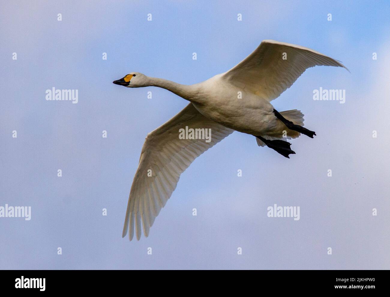 Flying low over water sunset hi-res stock photography and images - Alamy