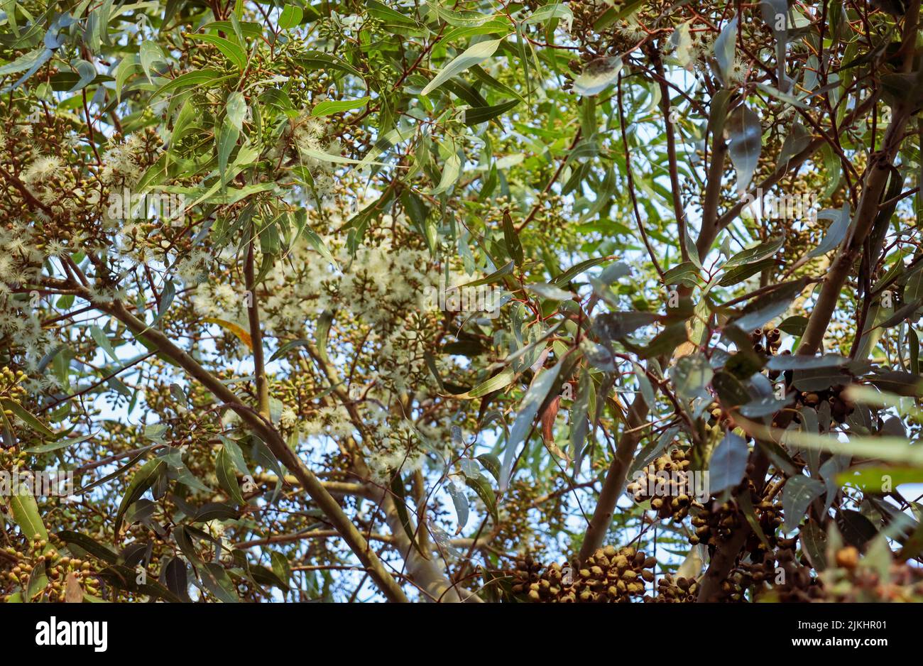 A full-frame shot of eucalyptus flowers Stock Photo - Alamy