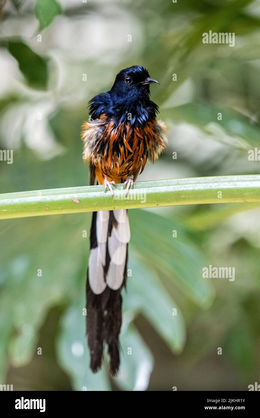 Shama bird hi-res stock photography and images - Alamy