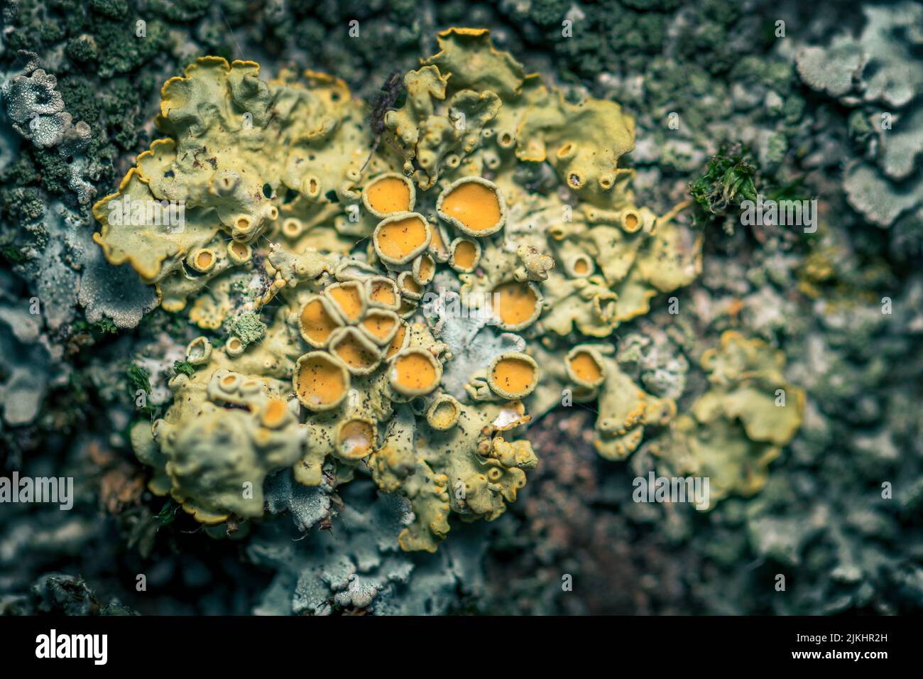 Close up coral texture hi-res stock photography and images - Alamy