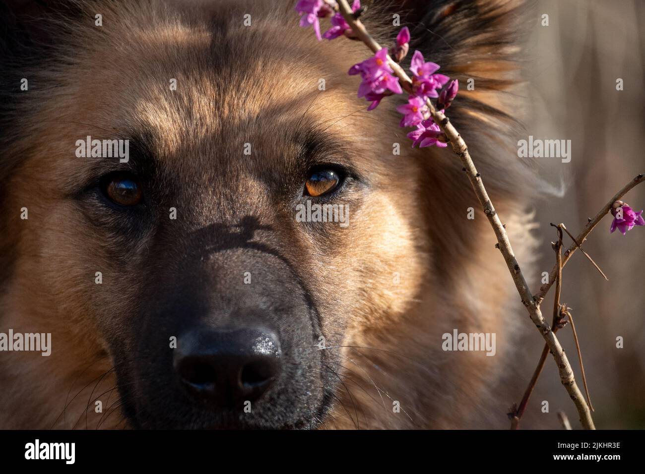 German shepherd by tree hi-res stock photography and images - Alamy