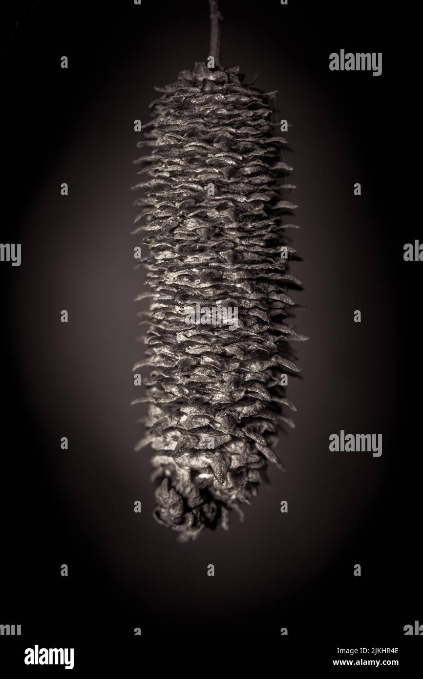 Cone texture hi-res stock photography and images - Alamy