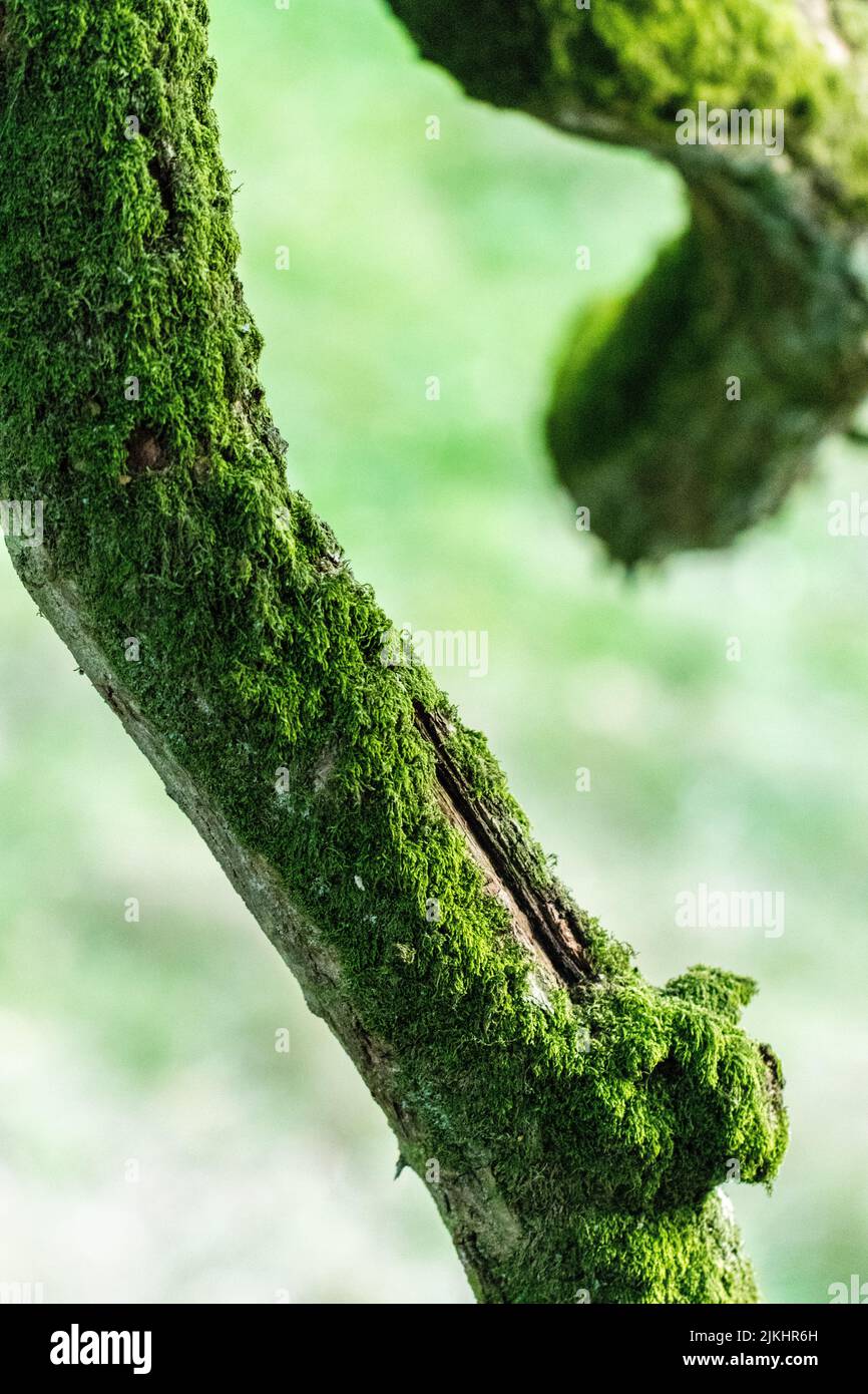 Moss on branch texture hi-res stock photography and images - Alamy