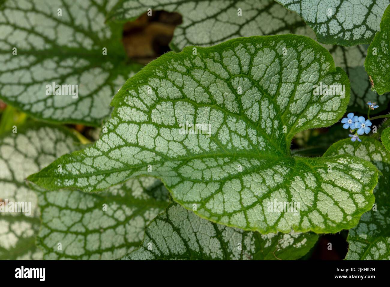 Variegated perennial groundcover plant hi-res stock photography and ...