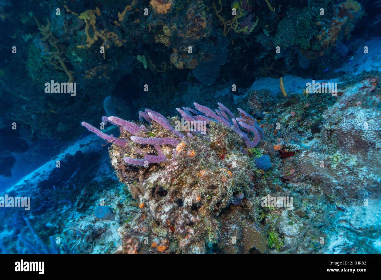 Beautiful Sponges in Cozumel Stock Photo - Alamy