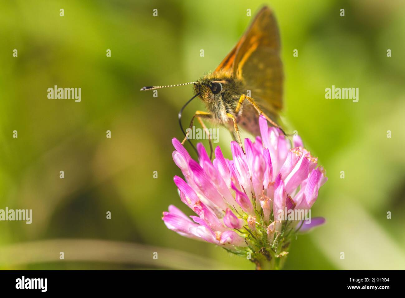 Concept transformation of butterfly hi-res stock photography and images ...