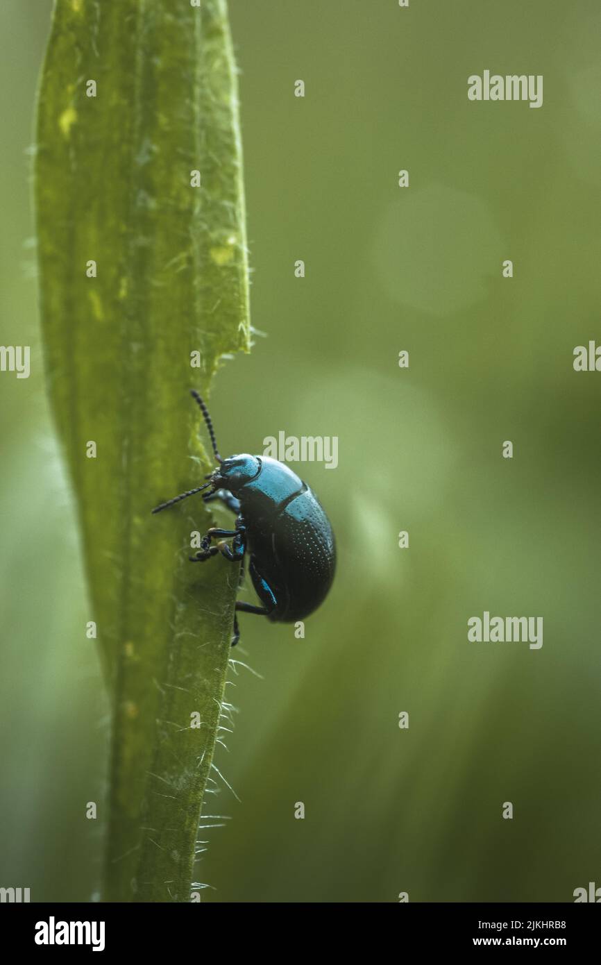 Little hungry bug is eating some fresh grass Stock Photo - Alamy