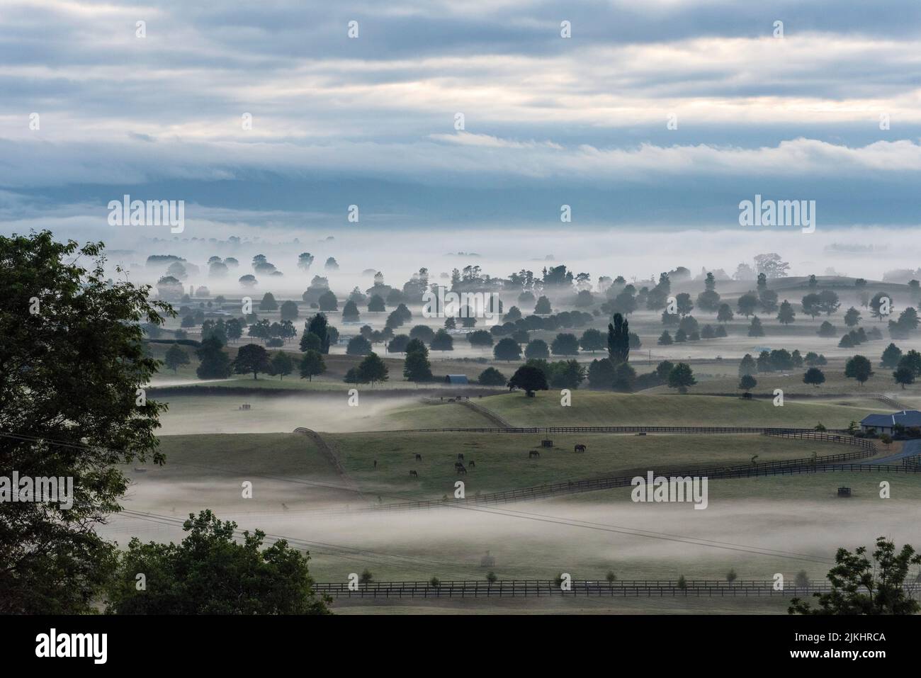 Great pasture landscape in the early morning in Matamata, North Island ...