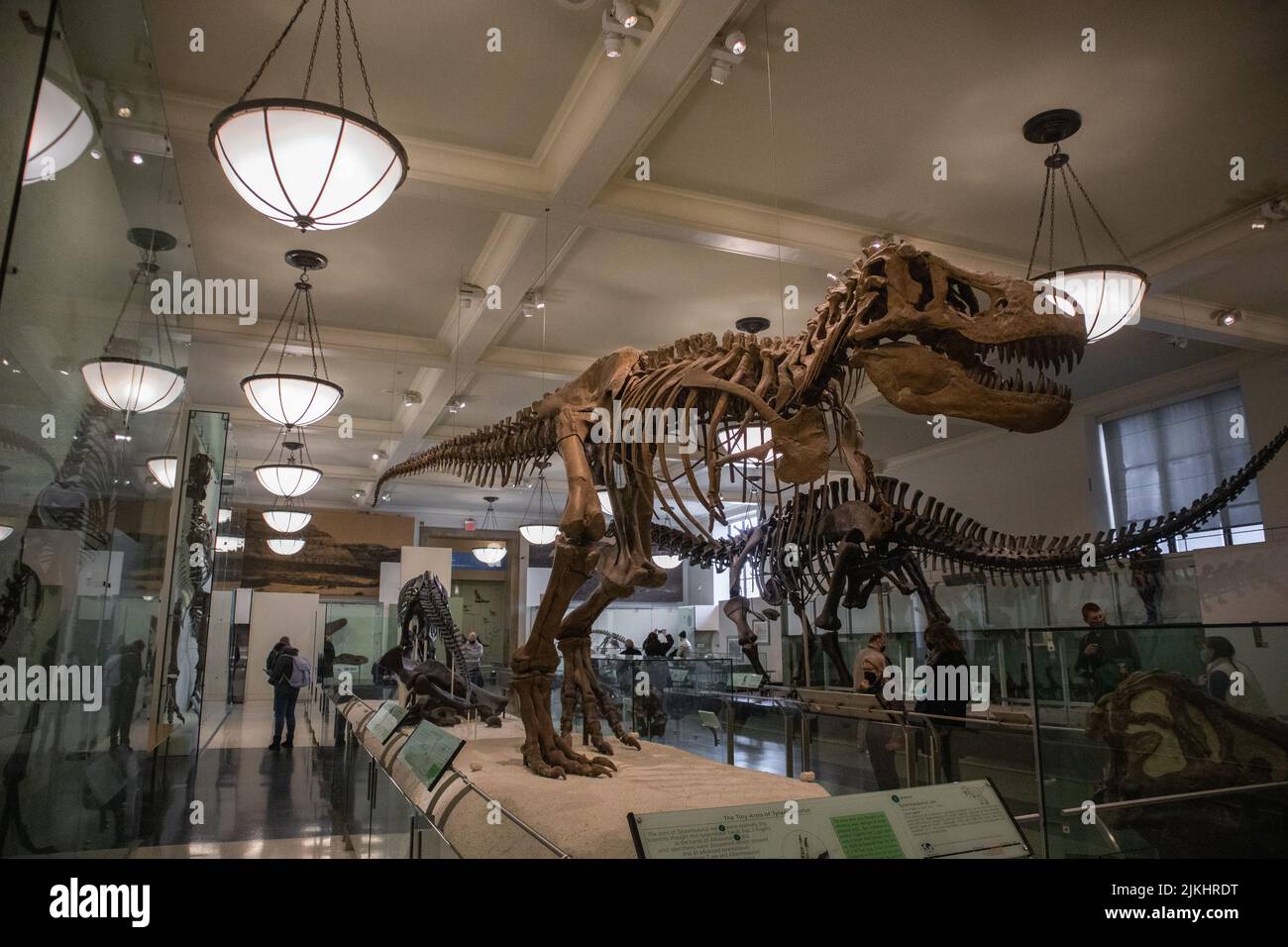 A shot of a Tyrannosaurus skeleton at the American Museum of Natural ...