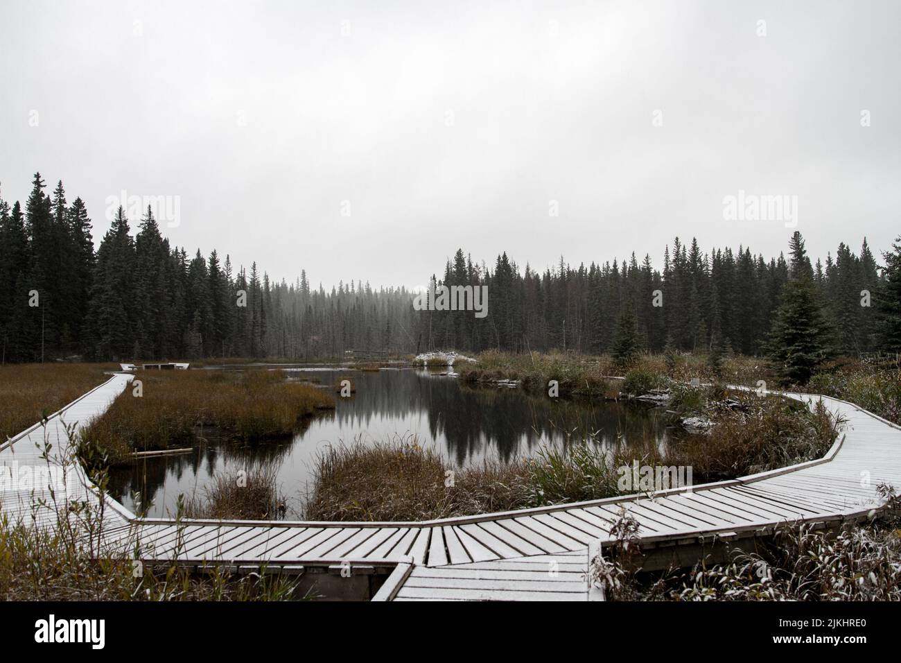 A pond at the Beaver Boardwalk in Hinton, Alberta, Canada Stock Photo ...