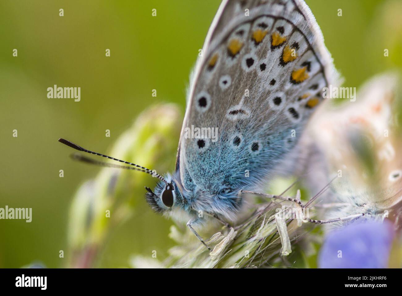 Macro photo of a blue butterfly Stock Photo - Alamy