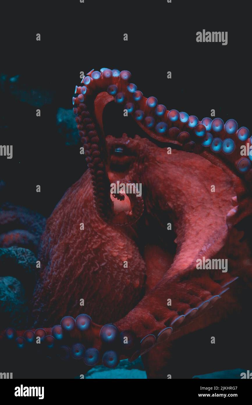 A vertical closeup shot of a giant octopus underneath a water Stock ...