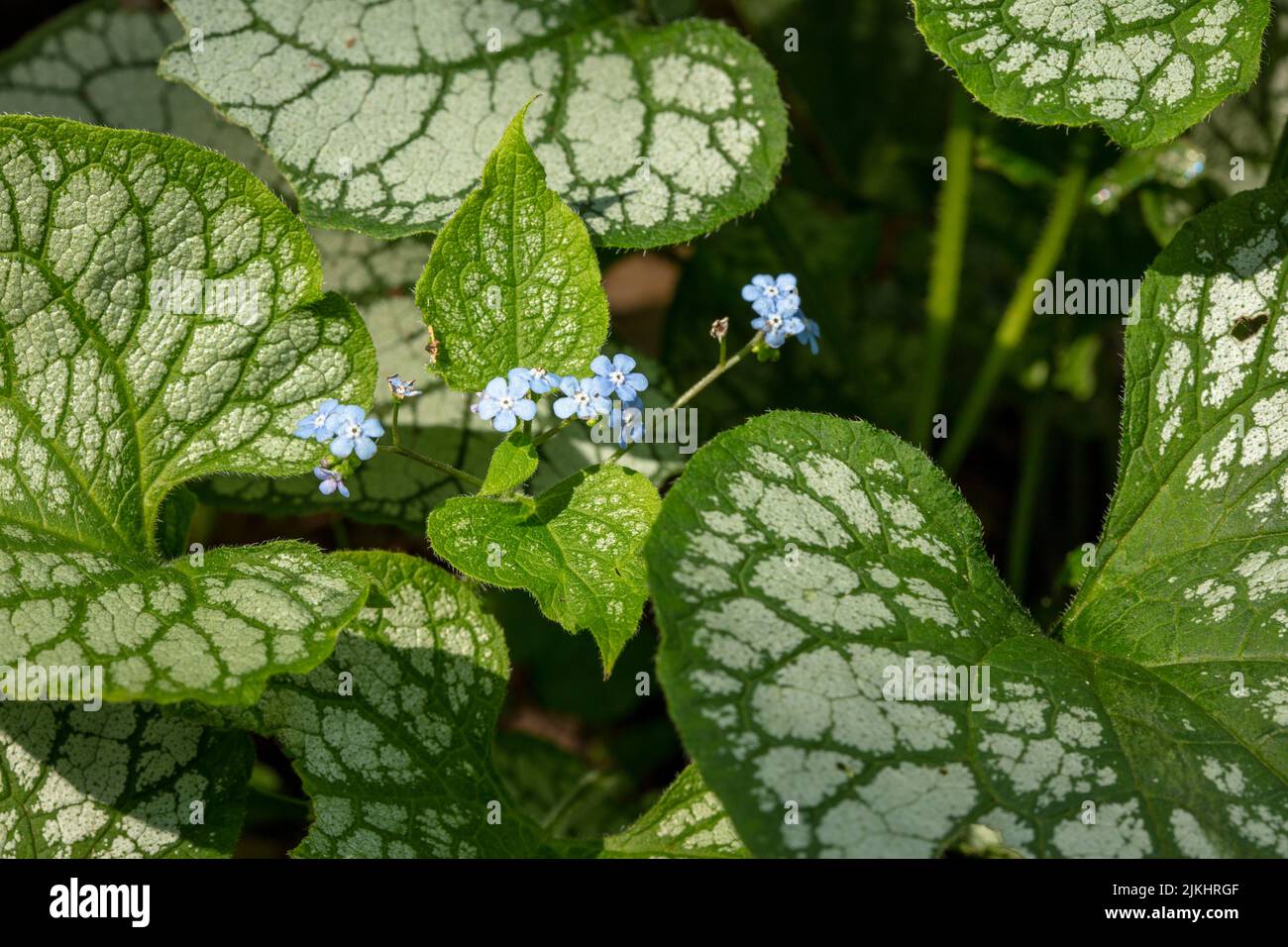 Brunnera macrophylla - Jack Frost, natural close up plant portrait ...