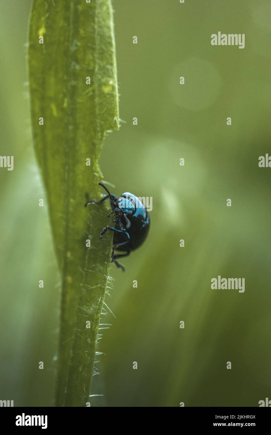Little hungry bug is eating some fresh grass Stock Photo - Alamy