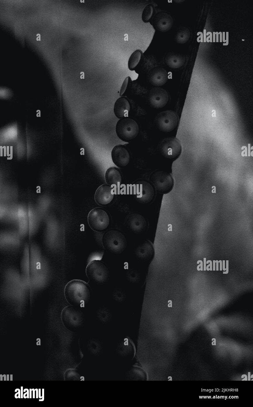 A vertical grayscale shot of an octopus tentacle on blurred background ...