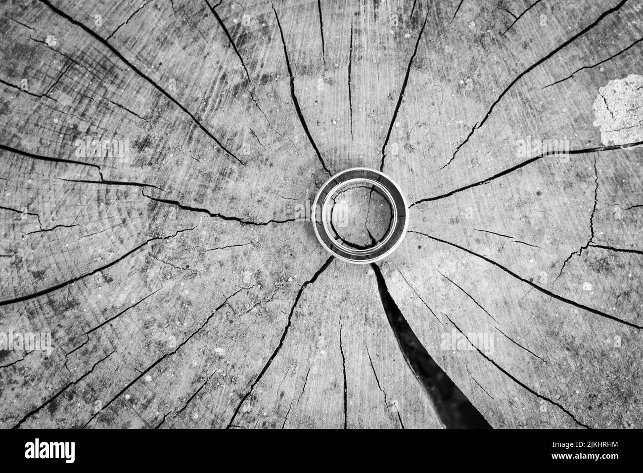A top view of the wedding rings on the cracked log in grayscale Stock ...