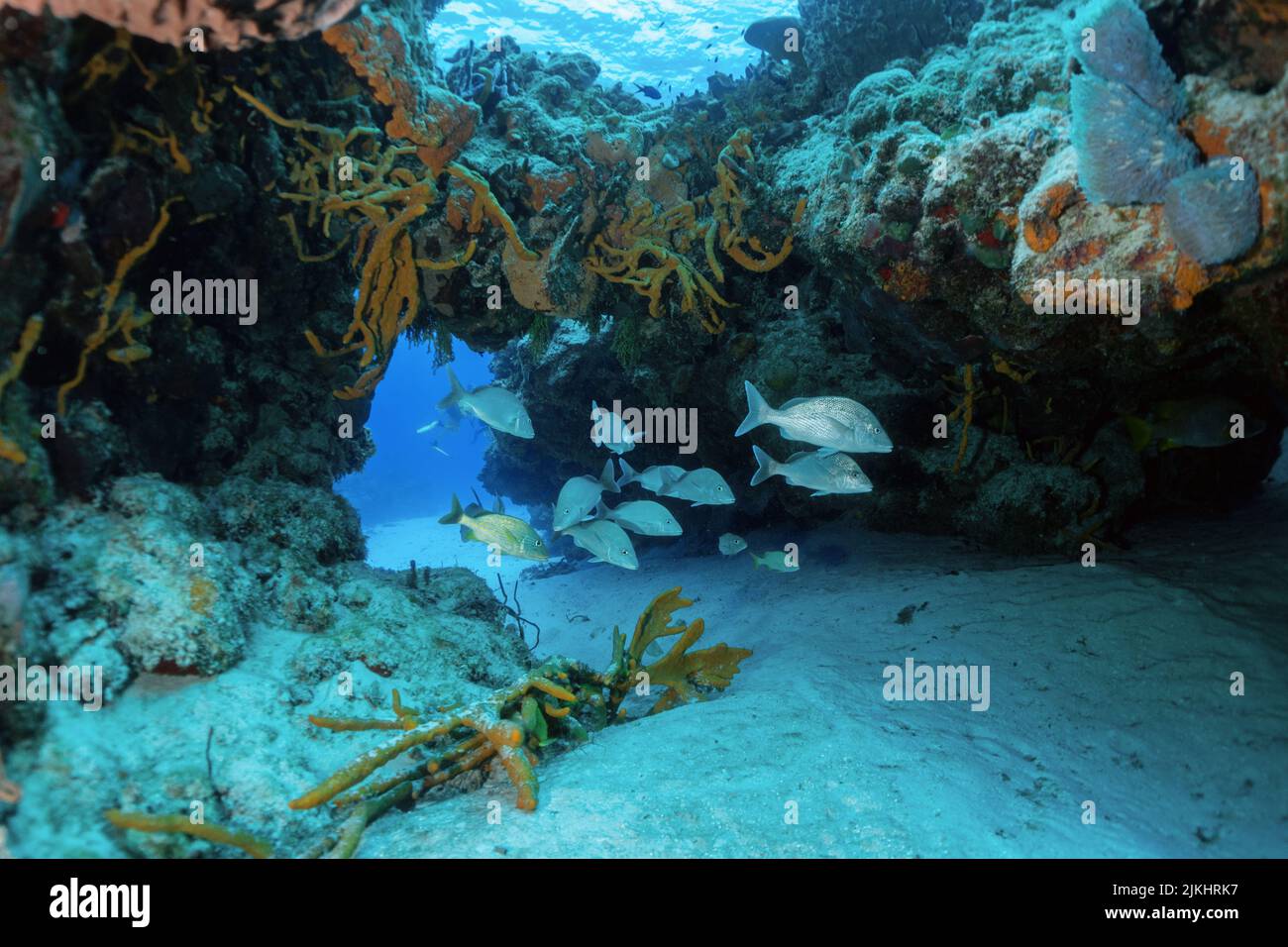 Beautiful Cozumel Reef Scene with Sponges, Gargonians, Coral, fish, etc ...