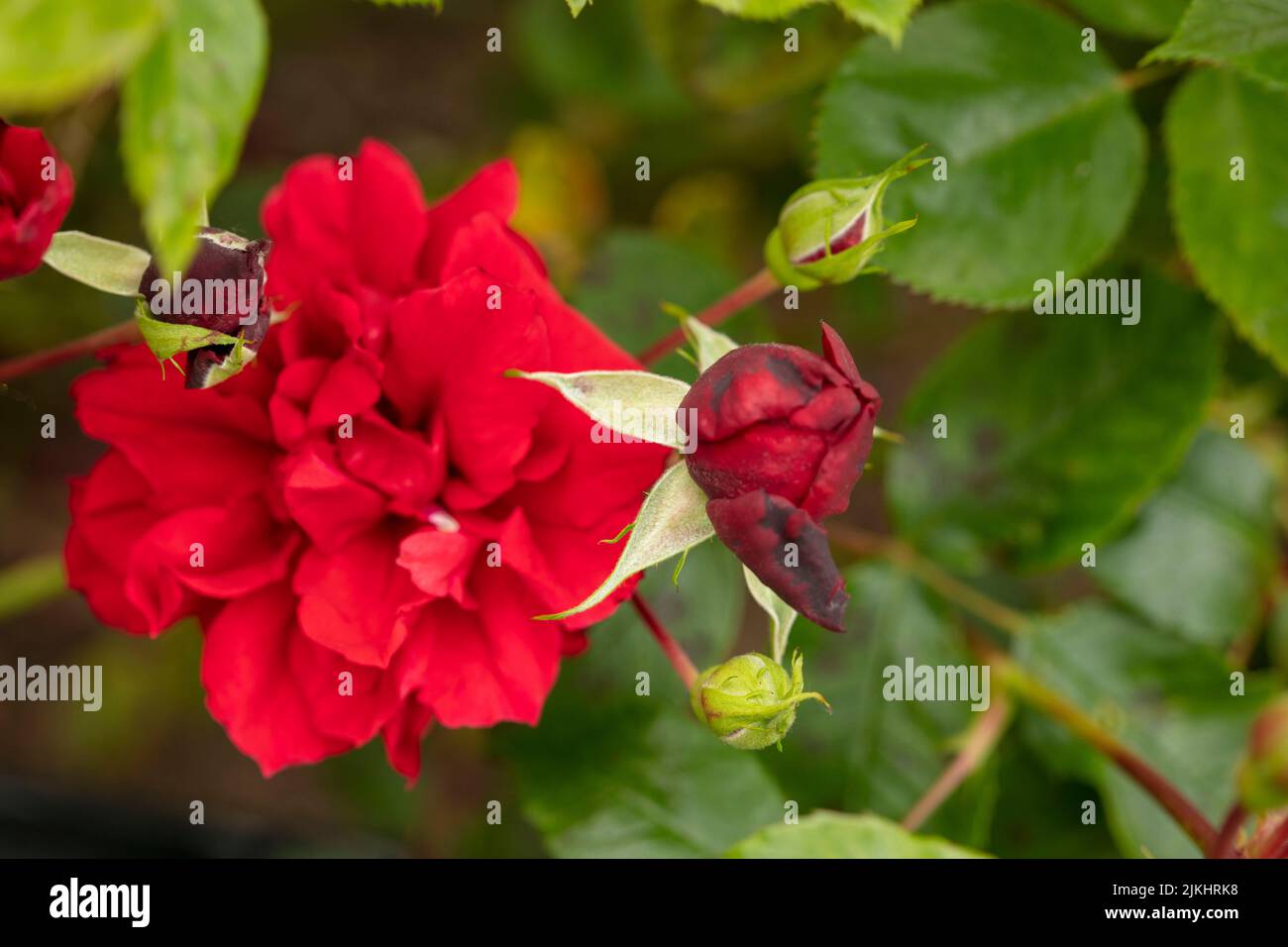 Romantic Rosa Ely Cathedral (‘Beajolly’), Rosa ‘Beajolly', natural ...