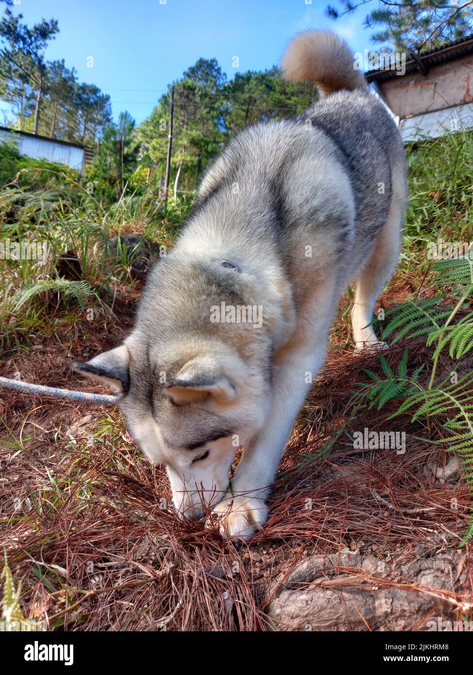 A vertical shot of a cute husky captured in Benguet, Philippines Stock ...