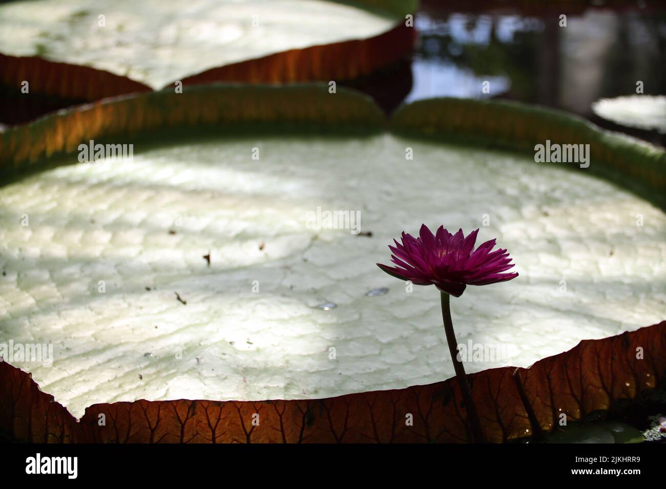 A giant water lily pad in a pond with a one purple flower Stock Photo ...